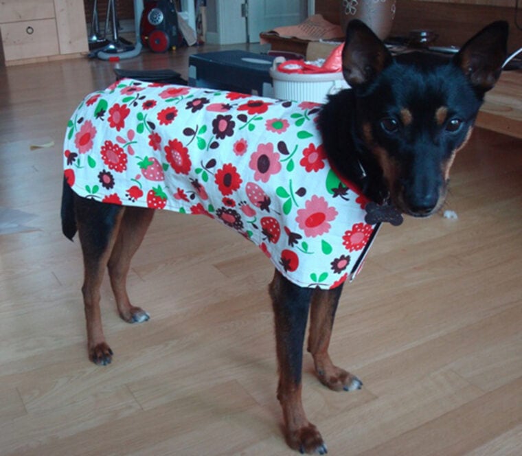 20 Stylish DIY Dog Coat Ideas You Can Make Today (With Pictures ...