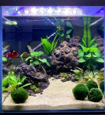 10 DIY Betta Fish Tank Set Up Ideas You Can Create Today (With Pictures ...