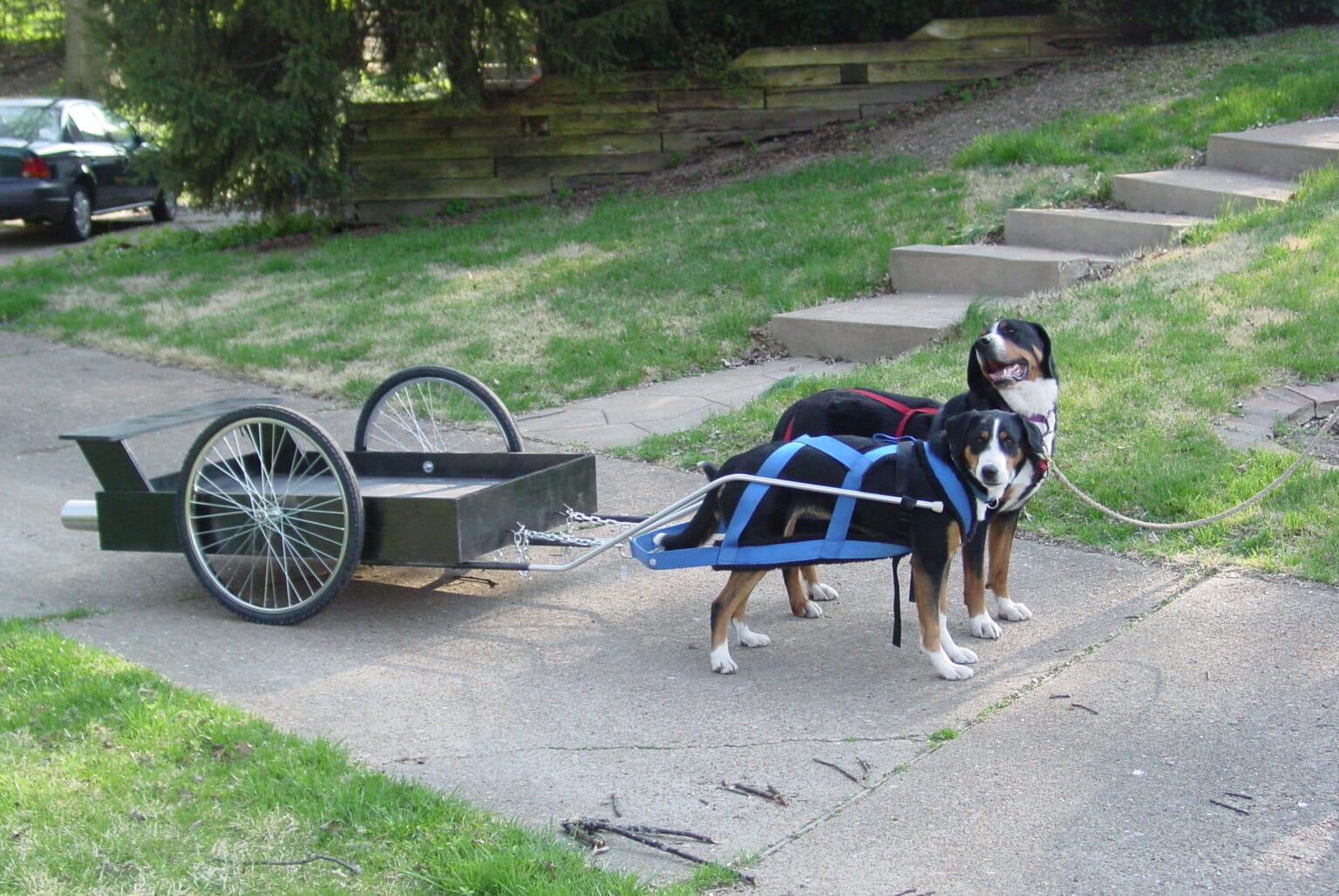 8 Cool DIY Dog Cart Plans You Can Make Today (With Pictures) | Hepper ...