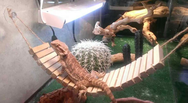 6 DIY Bearded Dragon Hammock Plans You Can Make Today (With Pictures ...
