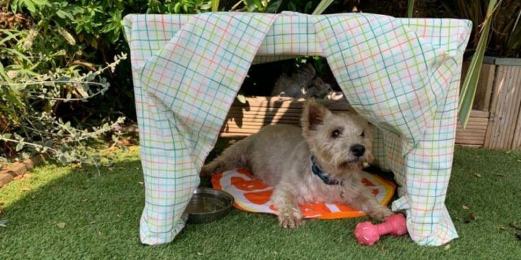 10 DIY Dog Shade Ideas to Keep Them Cool Outside (With Pictures ...