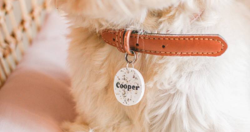 10 DIY Dog Tags You Can Make at Home Today (With Pictures) | Hepper Pet ...