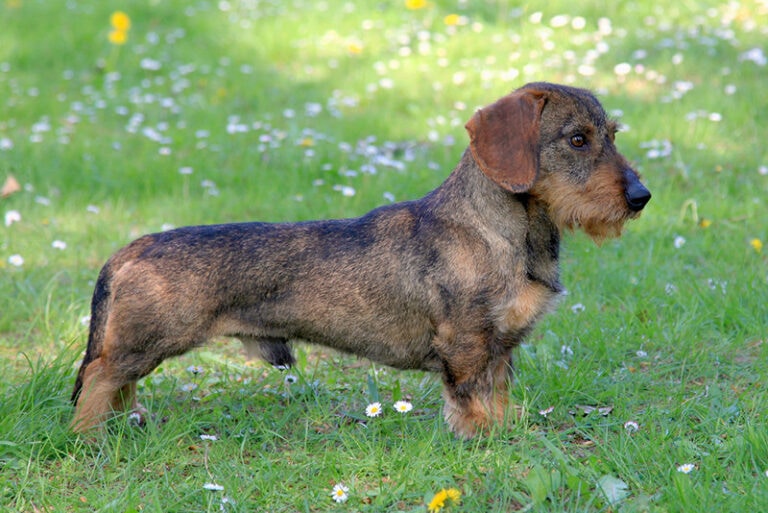 6 Types of Dachshunds: Wiener Dog Info, Pictures, Traits & More ...