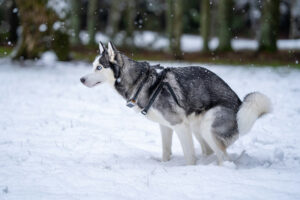 How to Get a Dog to Poop in the Snow: 8 Expert Tips | Hepper Pet Resources
