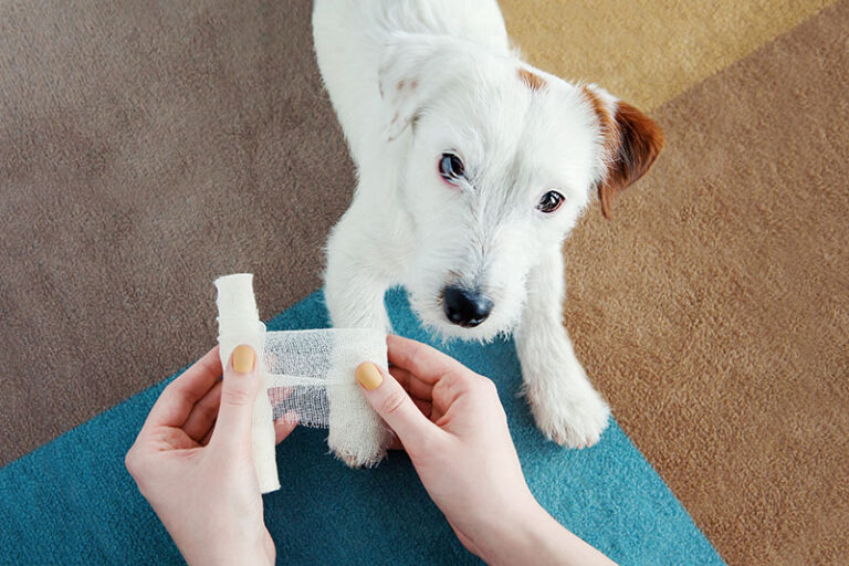 How to Wrap a Dog Paw: 9 Vet Approved Tips | Hepper Pet Resources