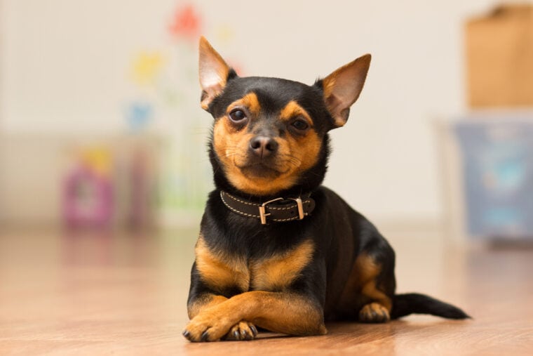 Why Do Dogs Cross Their Paws? 8 Vet-Reviewed Reasons | Hepper Pet Resources