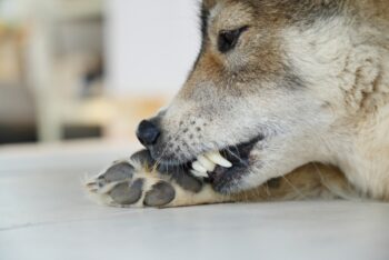 How to Treat Blisters On my Dog's Paws: Vet Explained First Aid ...