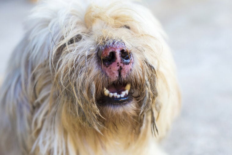 Dog Snow Nose: What Is It? (And What to Do About It) | Hepper Pet Resources