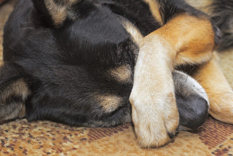 Do Dogs Have Nightmares? Vet-Reviewed Canine Sleep Facts & FAQ | Hepper ...