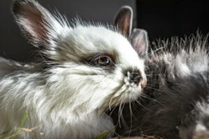 Jersey Wooly Rabbit: Pictures, Care Guide, Lifespan & Traits | Hepper ...