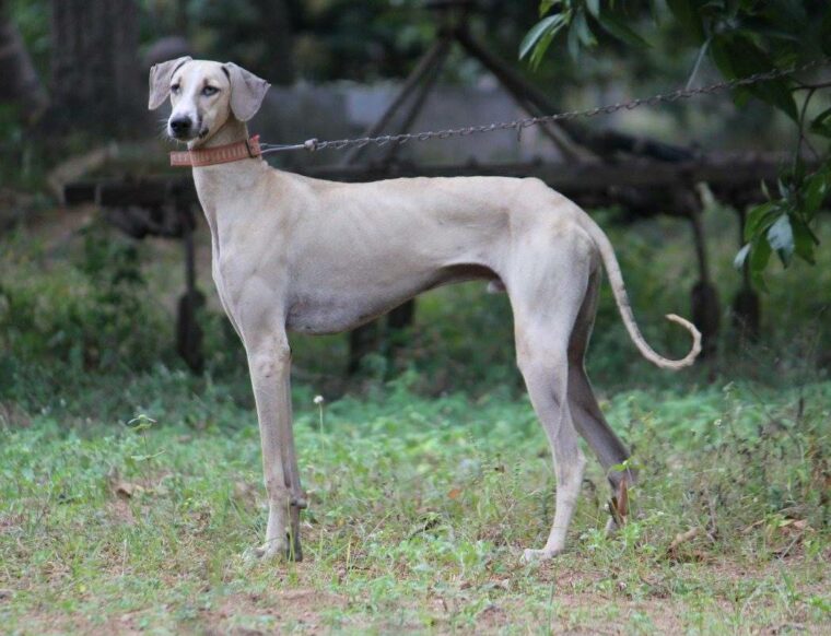 11 Indian Dog Breeds (With Info & Pictures) | Hepper Pet Resources