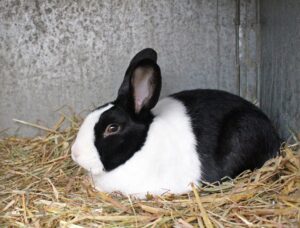 Dutch Rabbit: Pictures, Care Guide, Lifespan & Traits | Hepper Pet ...
