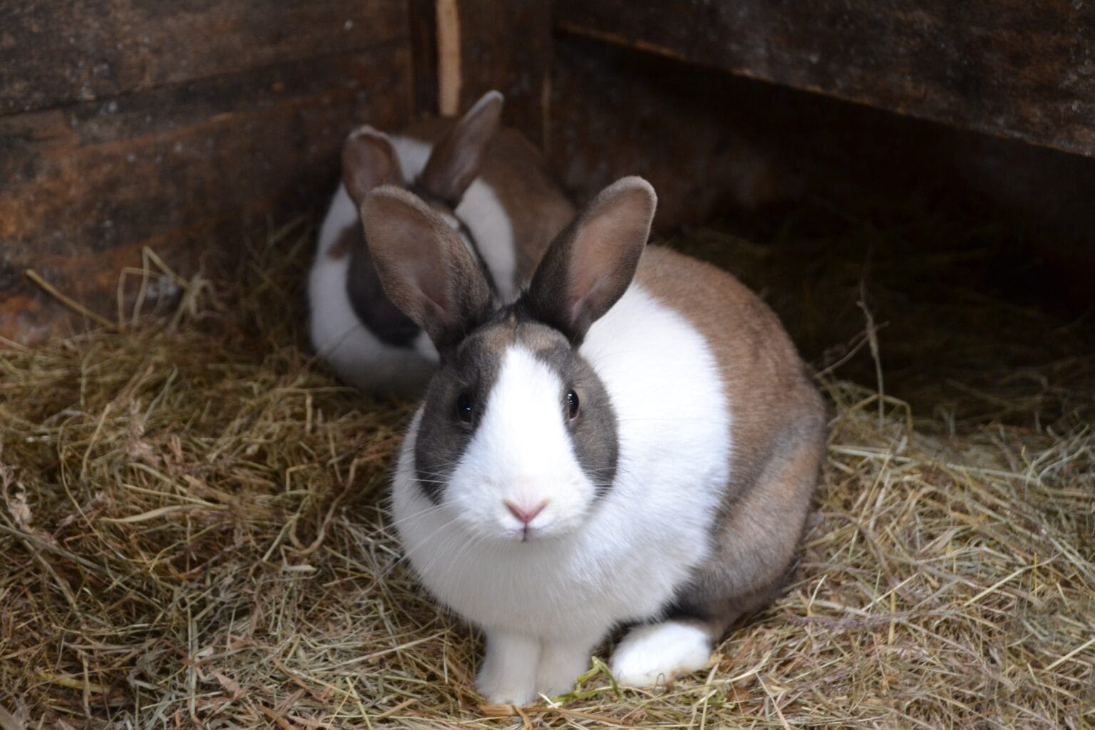 Dutch Rabbit: Pictures, Care Guide, Lifespan & Traits | Hepper Pet ...