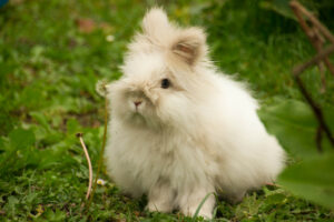12 Types of Dwarf Rabbits (With Info & Pictures) | Hepper Pet Resources