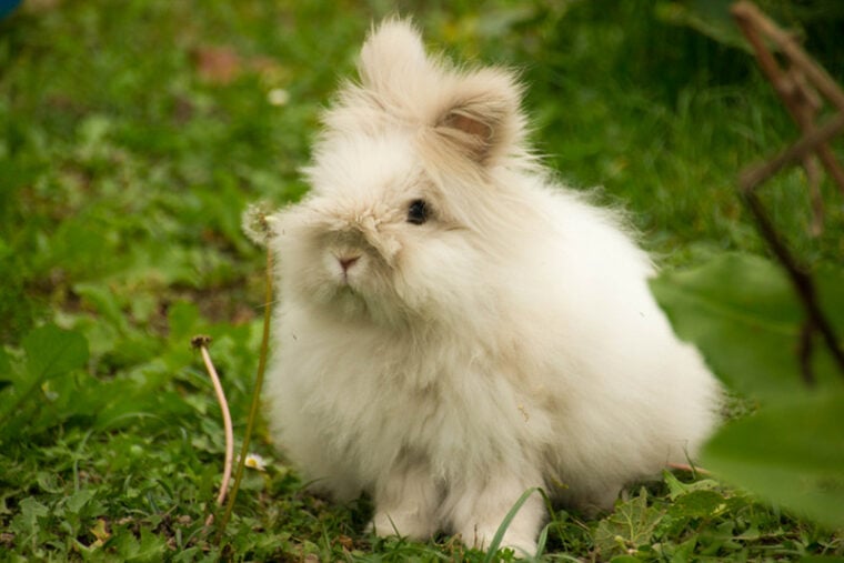 Molting in Rabbits: Signs, Causes & Care | Hepper Pet Resources