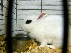 Dwarf Hotot Rabbit: Pictures, Care Guide, Lifespan & Traits | Hepper ...