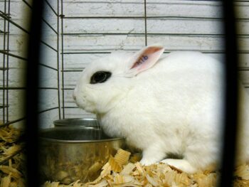 Can Rabbits Drink Out of a Bowl? Pros, Cons & Factors to Consider ...