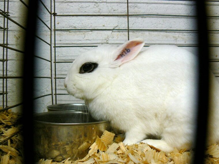 Dwarf Hotot Rabbit: Pictures, Care Guide, Lifespan & Traits | Hepper ...