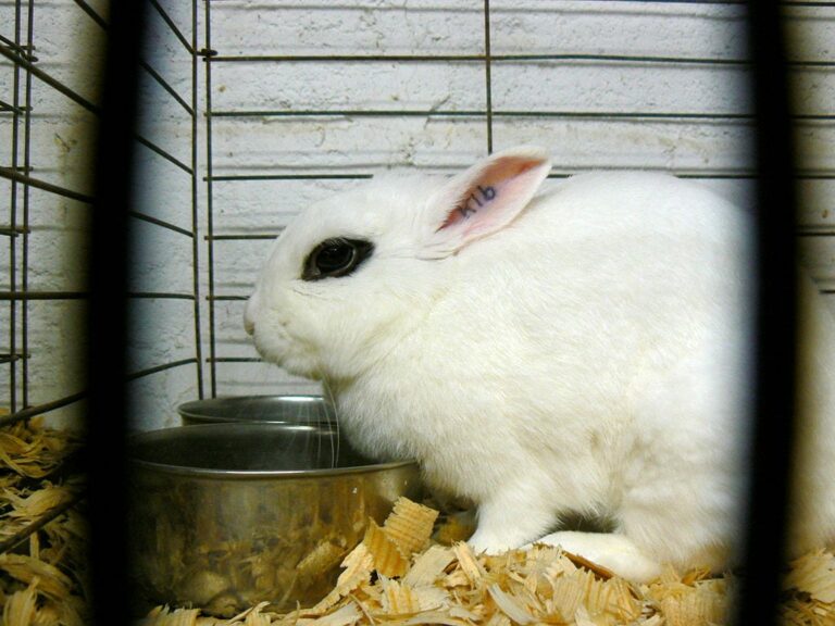 Dwarf Hotot Rabbit: Pictures, Care Guide, Lifespan & Traits | Hepper ...