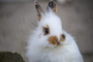 Angora Rabbit: Pictures, Care Guide, Lifespan & Traits | Hepper Pet ...
