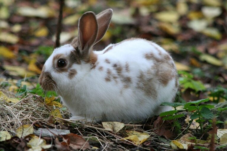 English Spot Rabbit: Pictures, Care Guide, Lifespan & Traits | Hepper ...