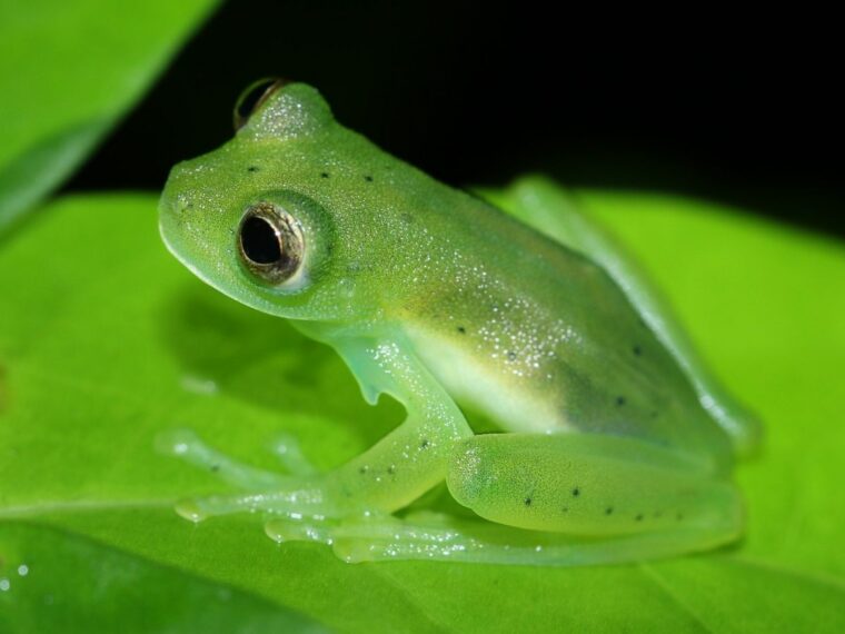 12 Glass Frog Facts (With Pictures) | Hepper Pet Resources