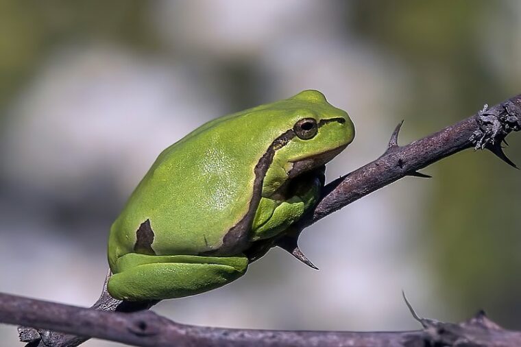 16 Types of Tree Frogs (With Pictures) | Hepper Pet Resources