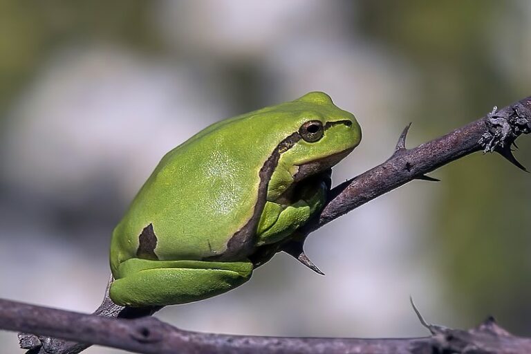 16 Types of Tree Frogs (With Pictures) | Hepper Pet Resources