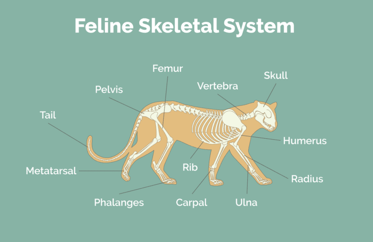 Cat Anatomy Basics: 9 Essential Feline Body Parts | Hepper Pet Resources