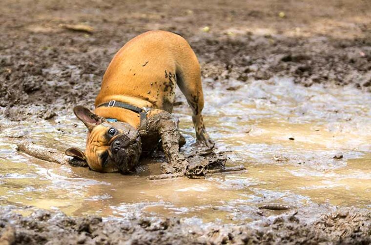Why Do Dogs Like Mud? Canine Behavior Explained | Hepper Pet Resources
