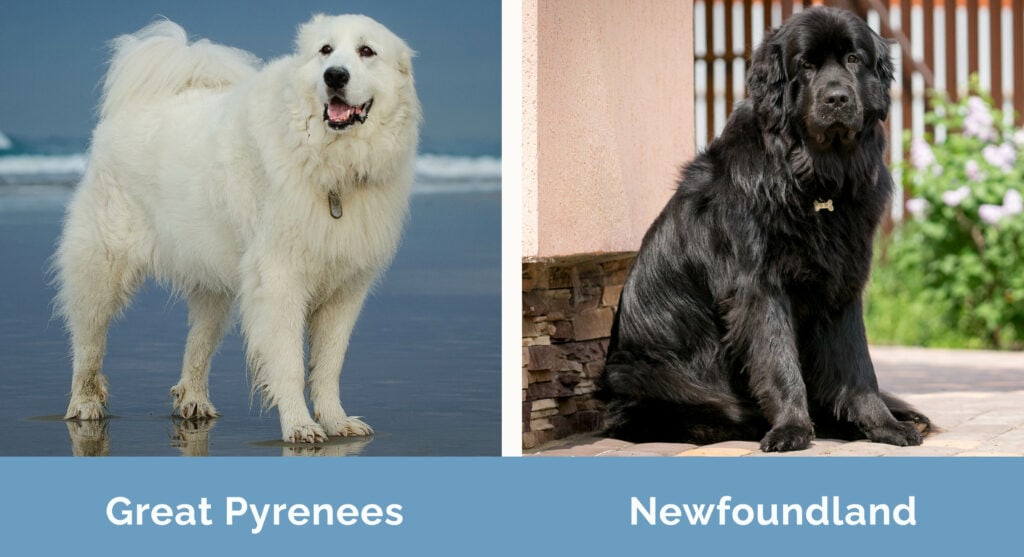 Great Pyrenees vs Newfoundland: Key Differences (With Pictures ...