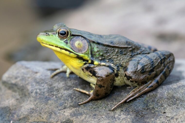 Do Frogs Have Ears? Vet-Verified Anatomy Information | Hepper Pet Resources