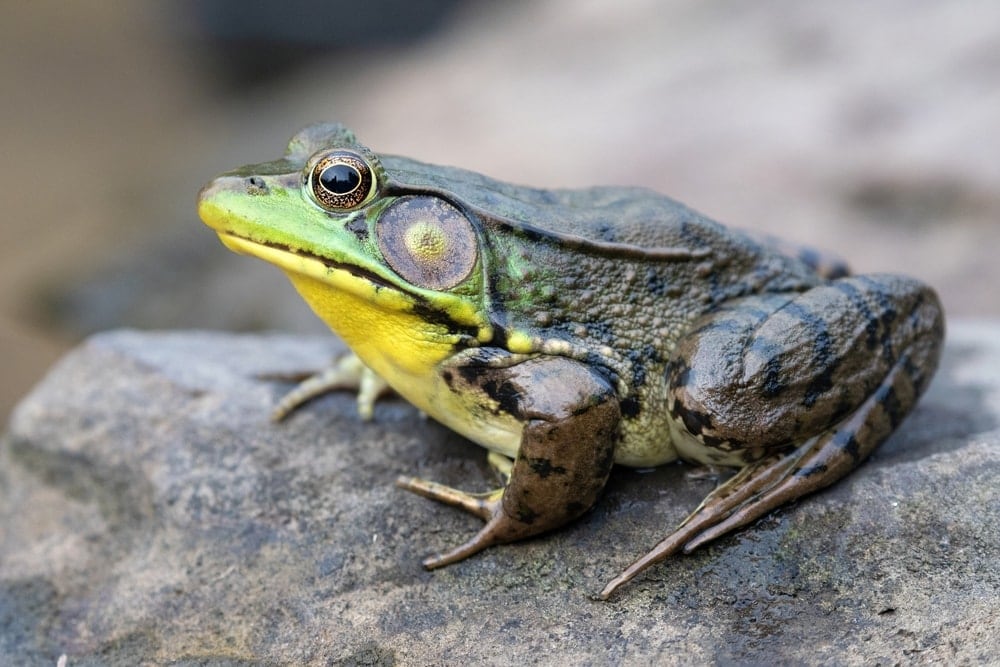 Do Frogs Have Ears? Vet-Verified Anatomy Information | Hepper Pet Resources