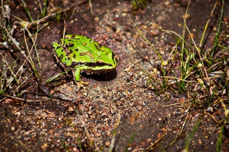 Why Do Frogs Croak? Vet-Reviewed Amphibian Communication Facts | Hepper ...
