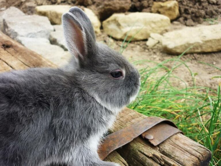 Silver Fox Rabbit: Info, Care, Diet, Pictures & More | Hepper Pet Resources