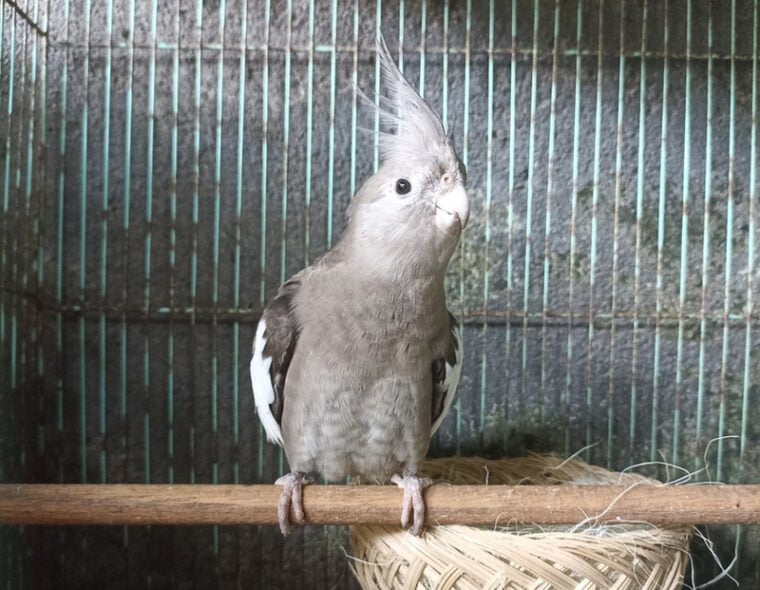 Emerald (Olive) Cockatiel: Pictures, Facts & History | Hepper Pet Resources