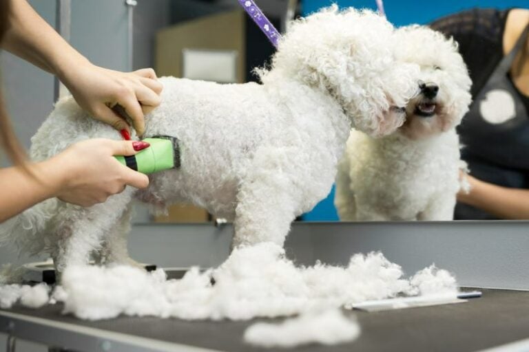 How Much Do Bichon Frises Shed? Facts & Grooming Tips | Hepper Pet ...