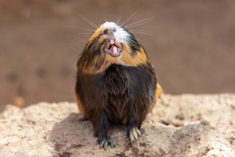 How Long Do Guinea Pigs Live? Vet-Verified Lifespan, Data & Care ...