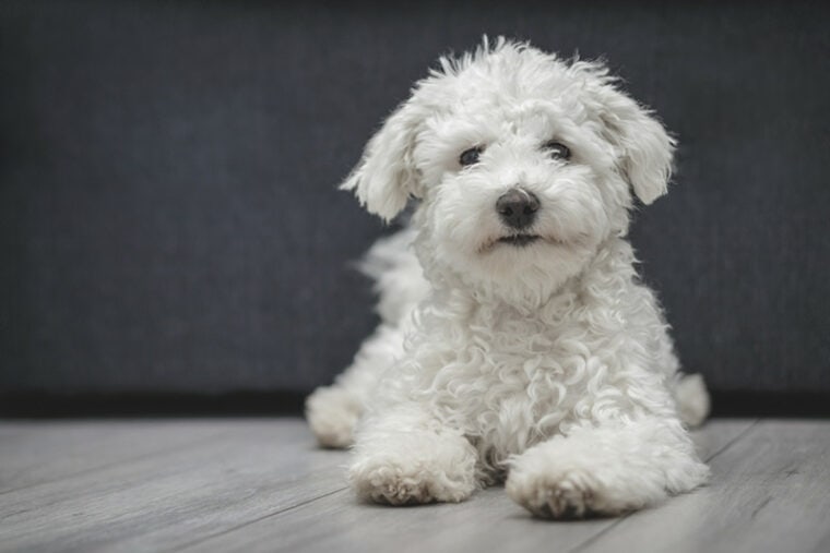 How to Train a Bichon Frise: 9 Expert Tips | Hepper Pet Resources