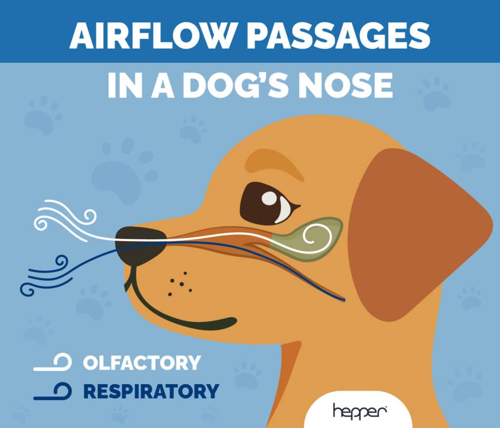 Can Dogs Smell Water? What Science Tells Us | Hepper Pet Resources
