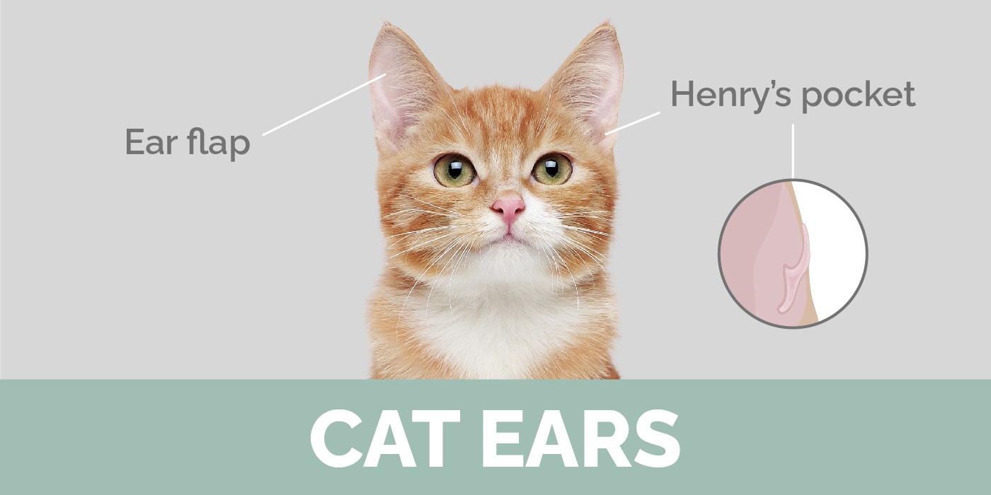 Cat Anatomy Basics: 9 Essential Feline Body Parts | Hepper Pet Resources