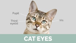 Cat Anatomy Basics: 9 Essential Feline Body Parts | Hepper Pet Resources