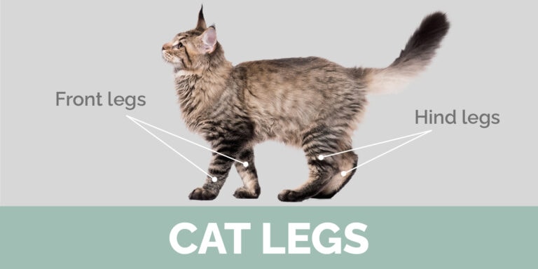 Cat Anatomy Basics: 9 Essential Feline Body Parts | Hepper Pet Resources