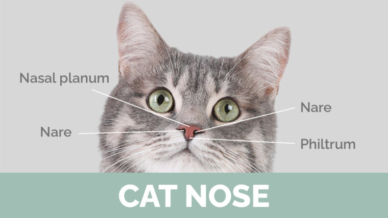 Cat Anatomy Basics: 9 Essential Feline Body Parts | Hepper Pet Resources