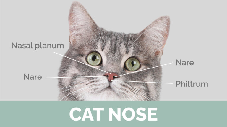 Cat Anatomy Basics: 9 Essential Feline Body Parts | Hepper Pet Resources