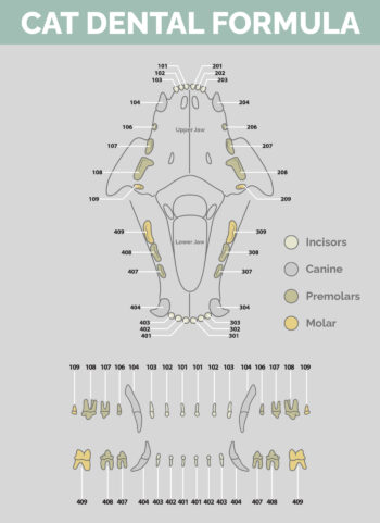 Cat Anatomy Basics: 9 Essential Feline Body Parts | Hepper Pet Resources