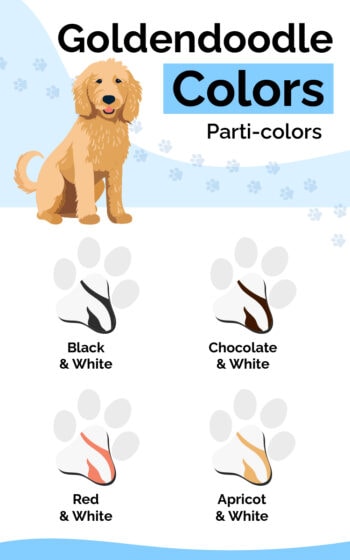 22 Goldendoodle Colors & Patterns (With Pictures) | Hepper Pet Resources