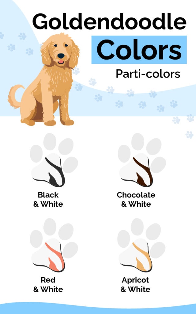 22 Goldendoodle Colors & Patterns (With Pictures) | Hepper Pet Resources