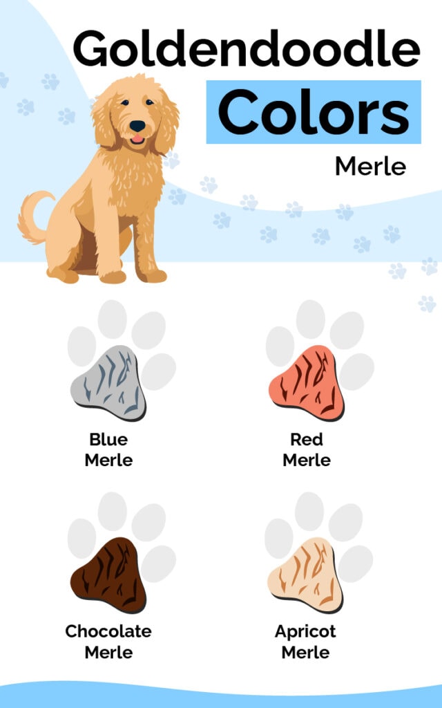 22 Goldendoodle Colors & Patterns (With Pictures) | Hepper Pet Resources