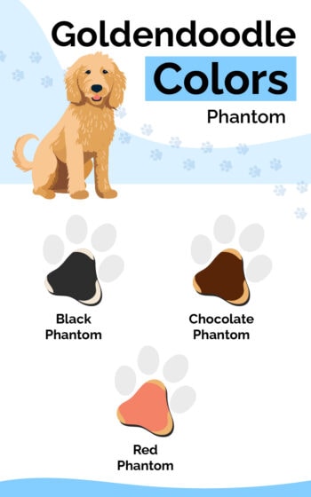 22 Goldendoodle Colors & Patterns (With Pictures) | Hepper Pet Resources